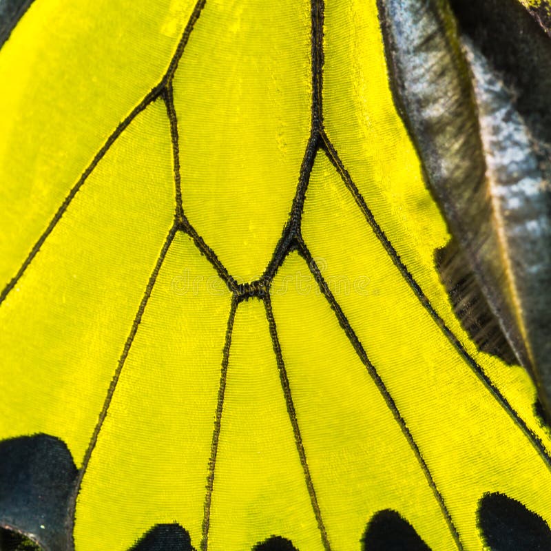 Texture Dell'ala Di Farfalla Fotografia Stock - Immagine di entomologia ...