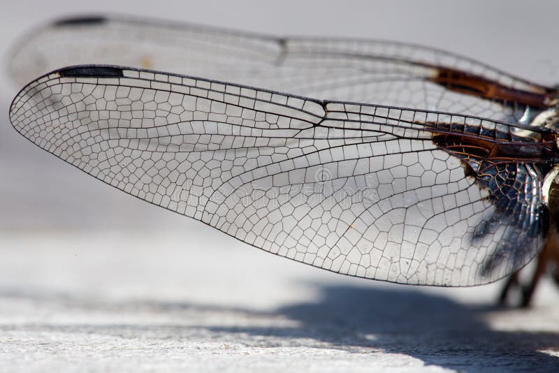 Ala de la libélula imagen de archivo. Imagen de ninfa - 9489487