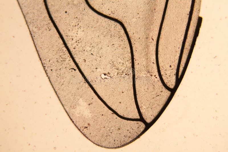 Ala Dell'ape Al Microscopio Fotografia Stock - Immagine di bocca ...