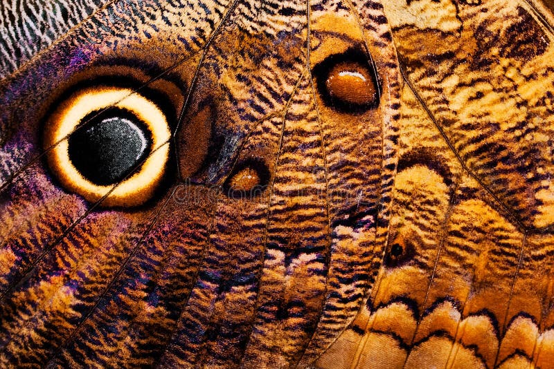 Primo Piano Dell'ala Della Farfalla, Fondo Fotografia Stock - Immagine ...