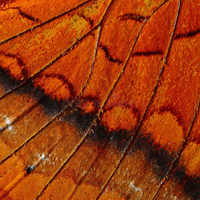 Ala della farfalla fotografia stock. Immagine di arancione - 37954110