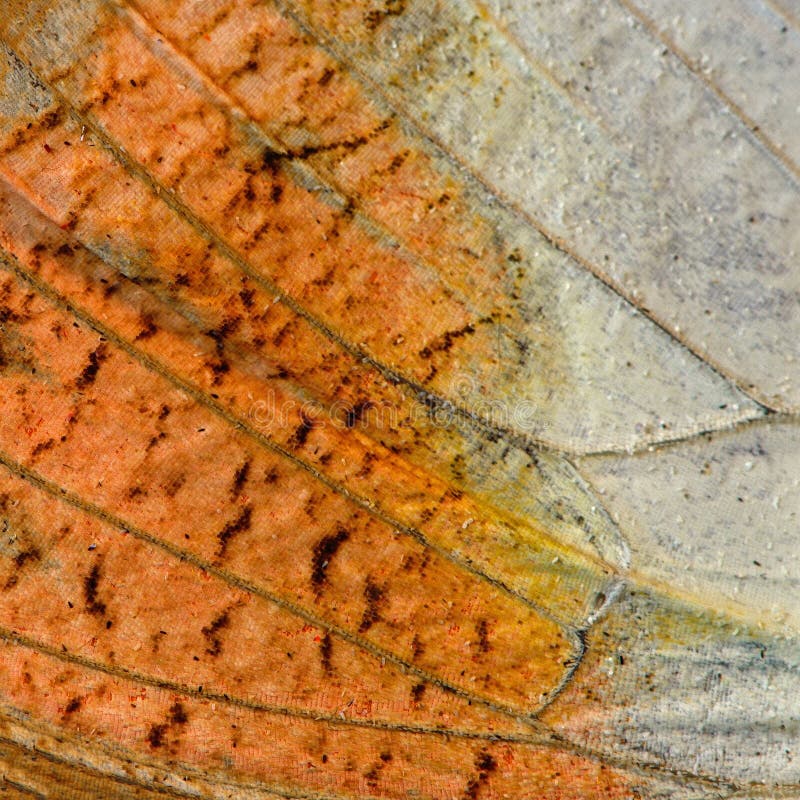 Reticolo Dell'ala Della Farfalla Immagine Stock - Immagine di arancione ...