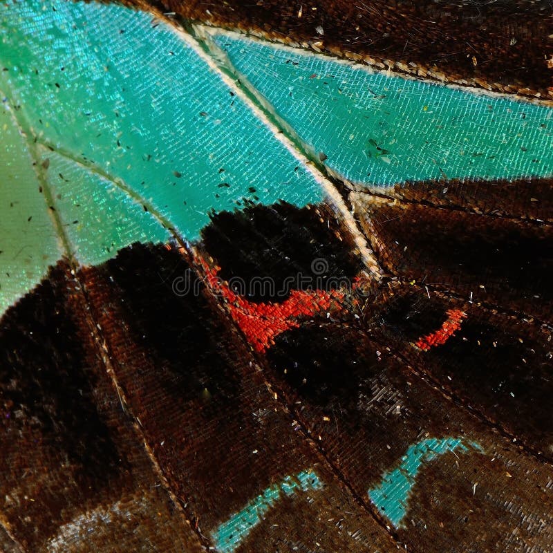 Ala della farfalla immagine stock. Immagine di colorato - 38709139