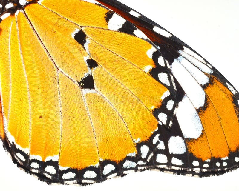Ala della farfalla fotografia stock. Immagine di sfondo - 44477608