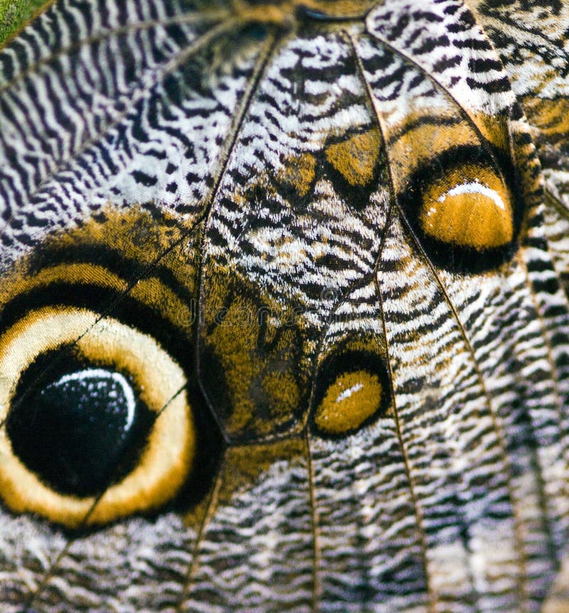 Ala di farfalla immagine stock. Immagine di struttura - 36727765