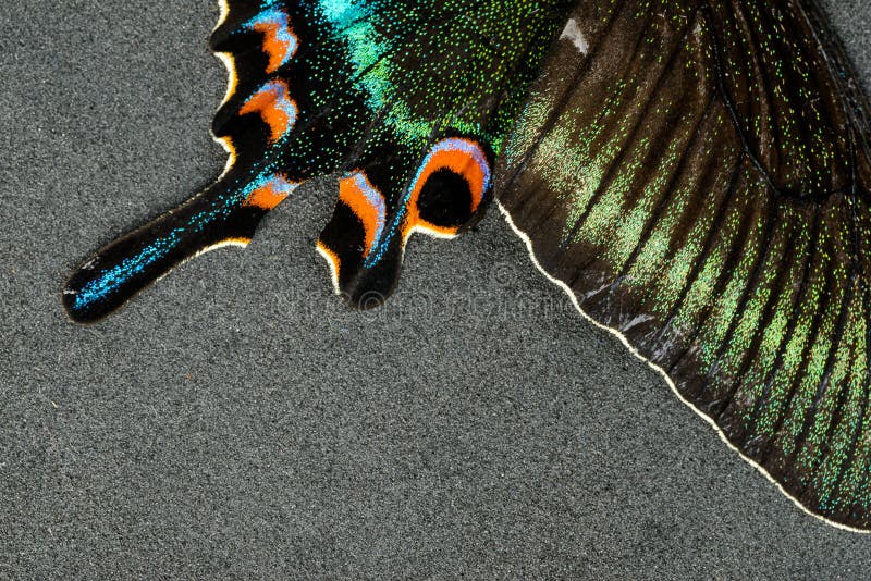 Ala e piuma della farfalla fotografia stock. Immagine di estratto ...