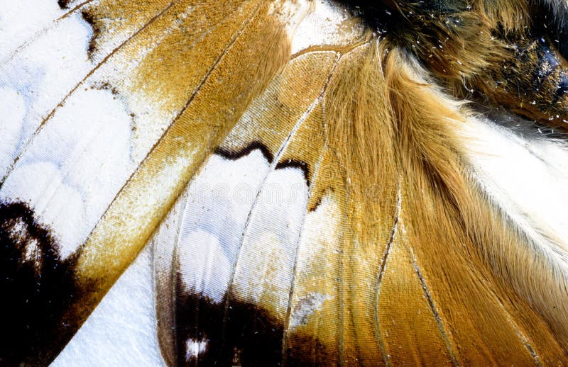 Ala Della Farfalla in Macro Primo Piano Immagine Stock - Immagine di ...