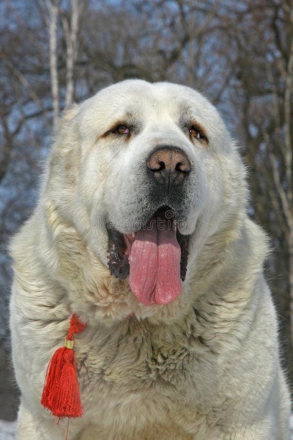 Alabai stock photo. Image of smiling, label, nice, love - 13354556