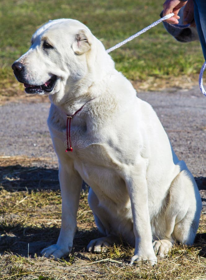 Alabai Dog Stock Photos - Download 1,498 Royalty Free Photos