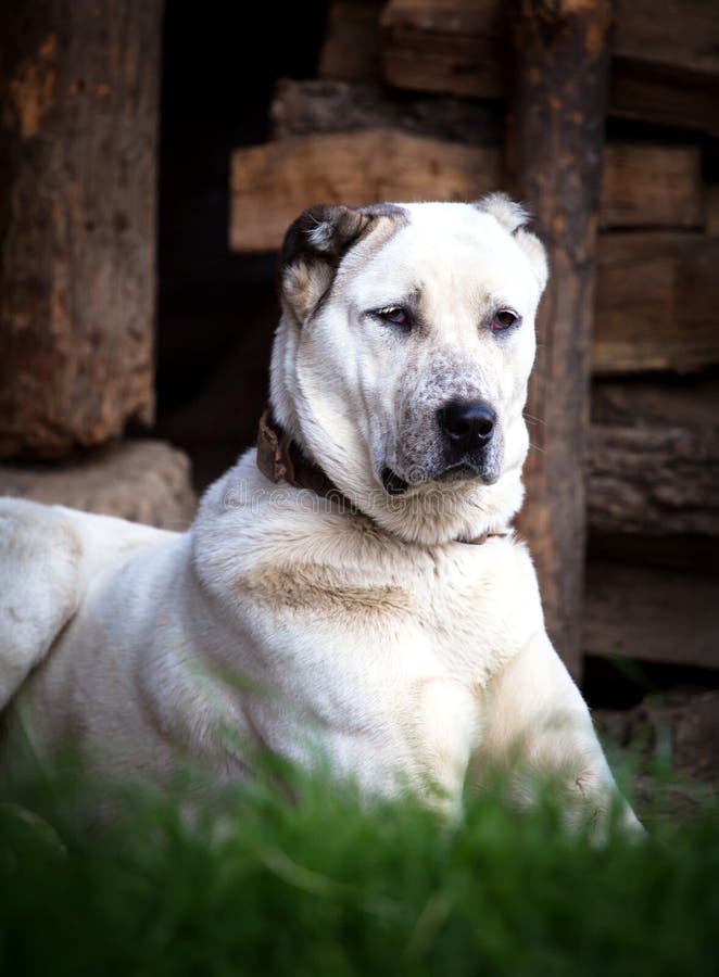 Alabai dog guard stock image. Image of protect, friend - 41155651