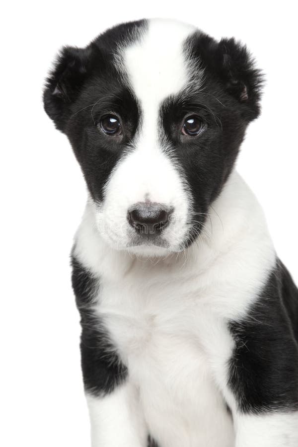 Alabai baby stock image. Image of young, baby, beautiful - 38970703