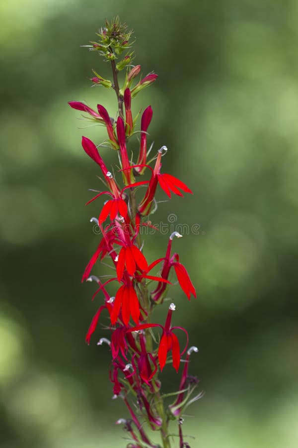 Alabama Cardinal Wildflower Stock Image - Image of white, alabama: 26922959