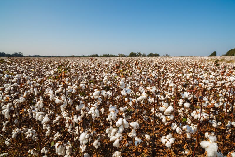 Alabama Cotton Field stock image. Image of yarn, gossypium - 16672357