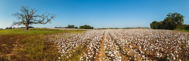 Alabama Cotton Field stock photo. Image of farm, nature - 126665230