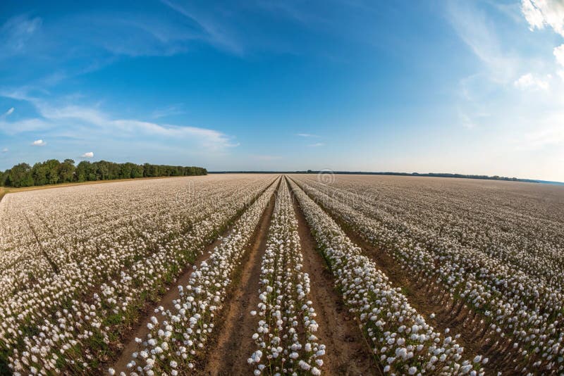 Alabama Cotton Field. Fish Eye View of a Large Cotton Field with Blue ...