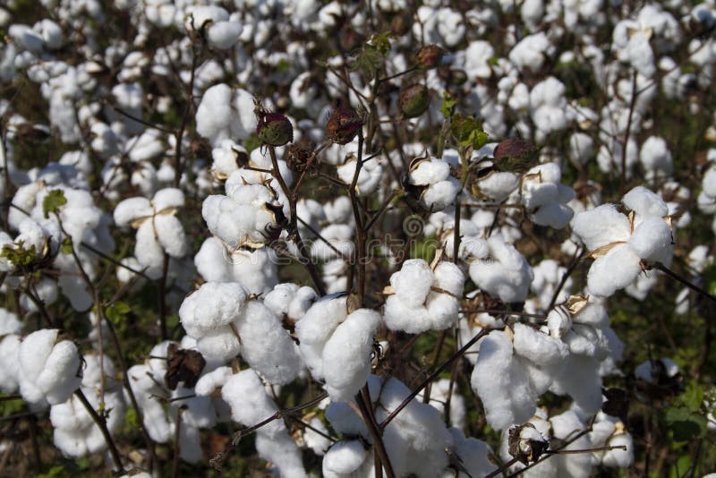 Alabama Limestone County Cotton Crop Stock Image - Image of harvest ...