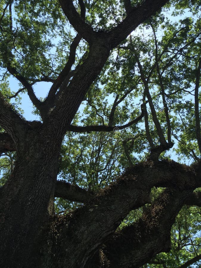 Alabama Live Oak stock photo. Image of green, texture - 83825718