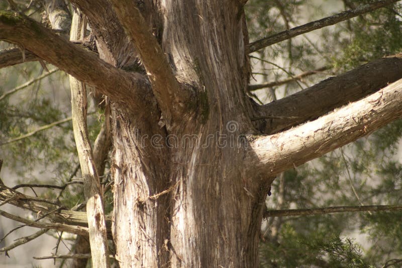 Alabama Red Cedar Bark stock photo. Image of united, alabama - 97492602