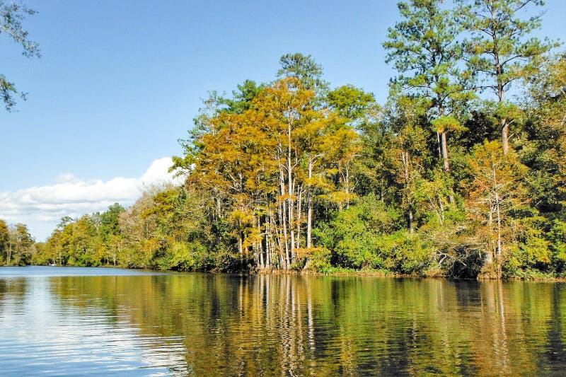 Alabama Swamp stock image. Image of river, south, county - 93706269