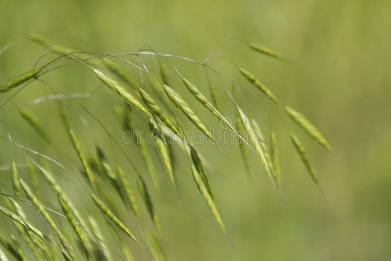 Alabama Wild Grain Grasses stock image. Image of green - 71543939