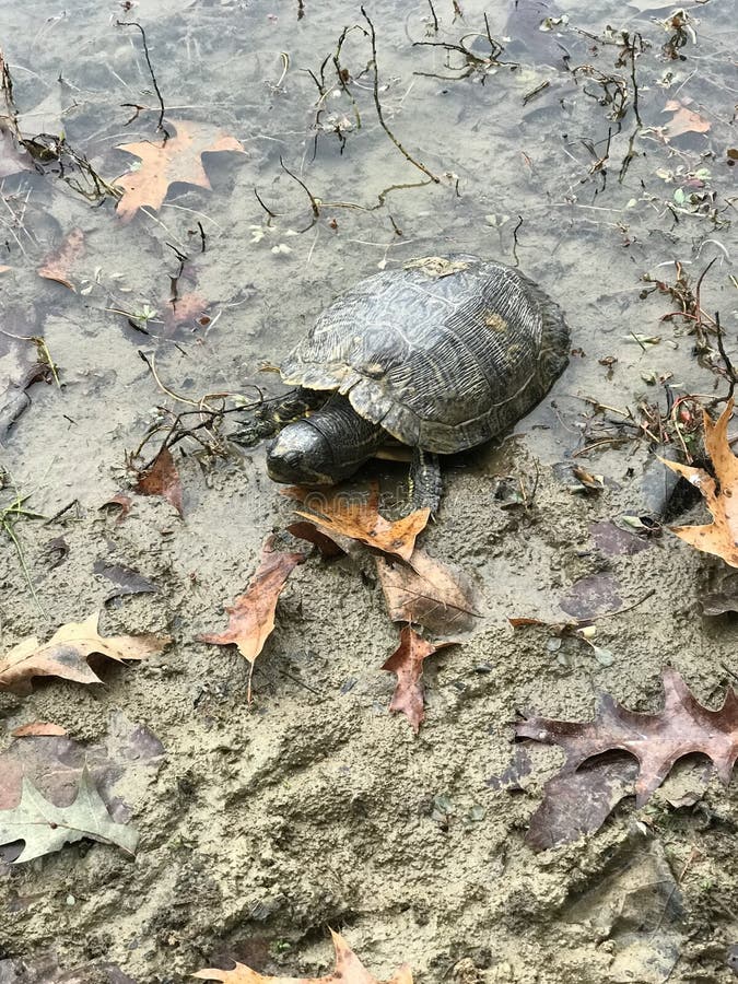 Yellow Bellied Slider Turtle - Alabama USA - Shell Details - Morgan ...