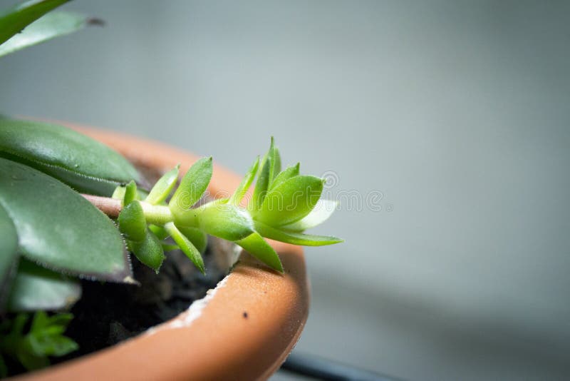 Alabaster Rose Succulent Plant Stock Photo - Image of crassulaceace ...