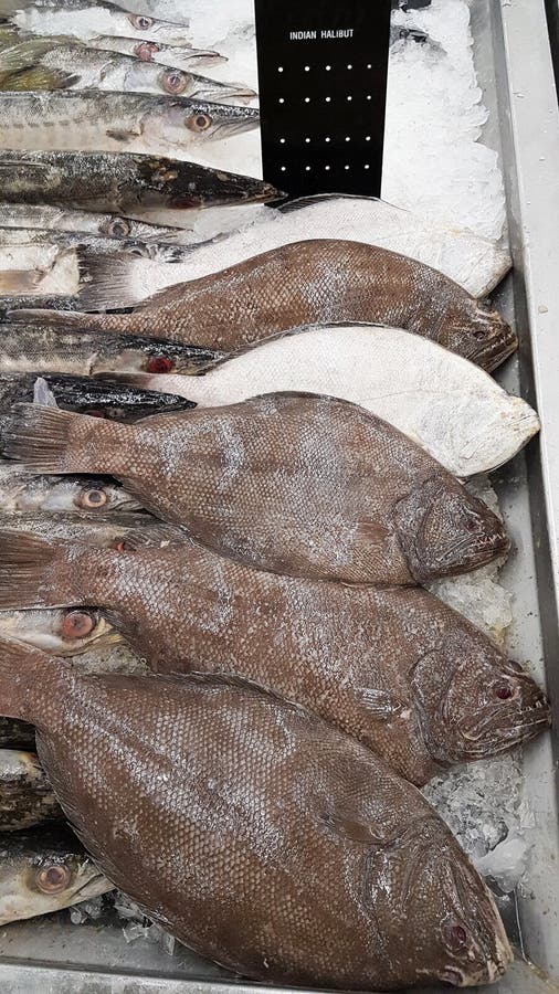 Alabote Indiano No Gelo No Supermercado Foto de Stock - Imagem de ...