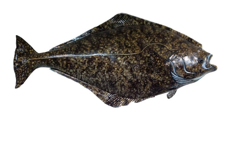 Bife De Peixe-salga De Alabote Cru. Fundo De Madeira. Vista Superior ...