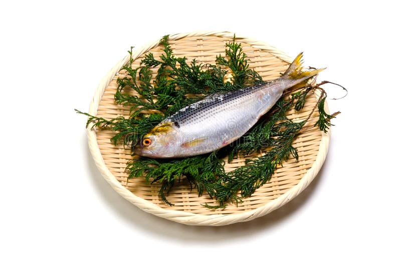 Alaccia del filetto immagine stock. Immagine di consumo - 24315087