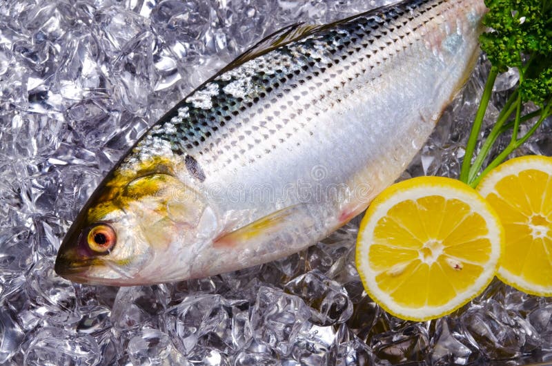 Alaccia del filetto immagine stock. Immagine di consumo - 24315087