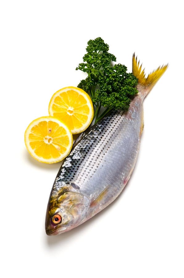 Alaccia del filetto immagine stock. Immagine di consumo - 24315087