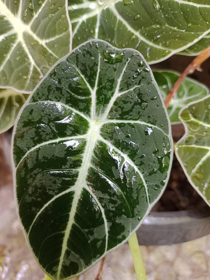 Aladi Leaves Have Unique Leaf Bones and are Pink in Color Stock Photo ...