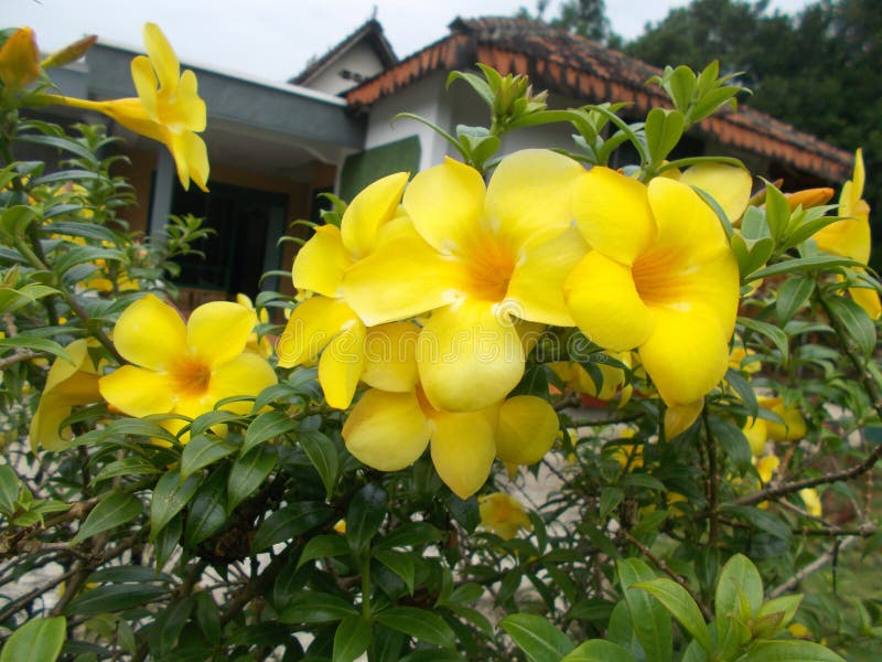 Yellow Alamanda Flowers at the Tree, Allamanda Stock Photo - Image of ...