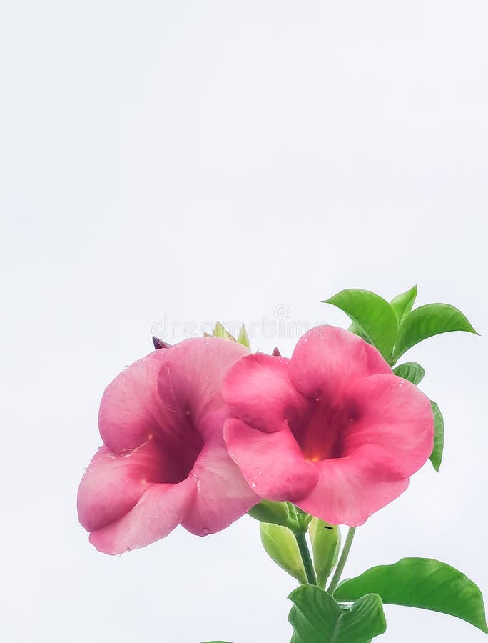 Alamanda Blanchetii, Also Known As Purple Allamanda Stock Photo - Image ...