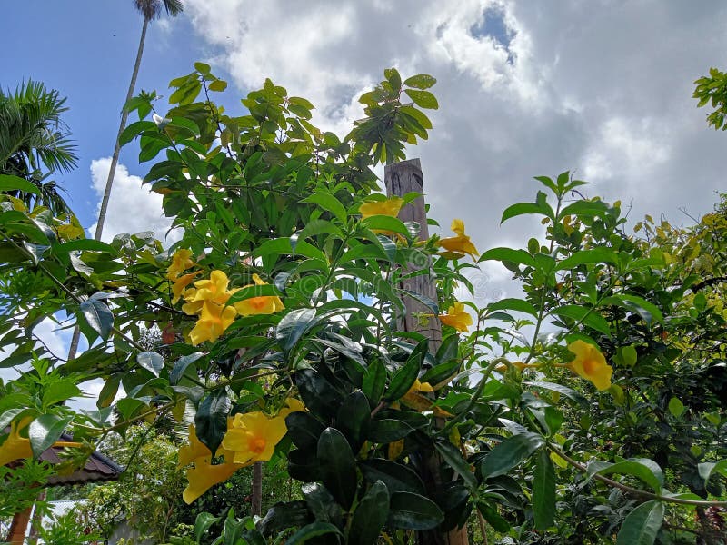 Alamanda or Buttercup stock photo. Image of shrub, wildflower - 263228722