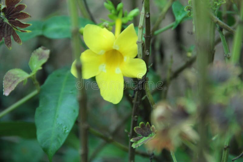 Alamanda Flower in a Garden Stock Image - Image of garden, wildflower ...