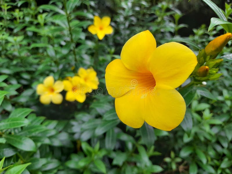 Alamanda Flower or Golden Trumpet Stock Image - Image of alamanda ...