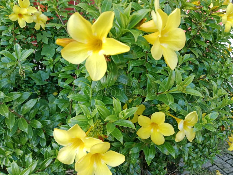 Alamanda Flower is so Pretty Stock Image - Image of abstract, yellow ...