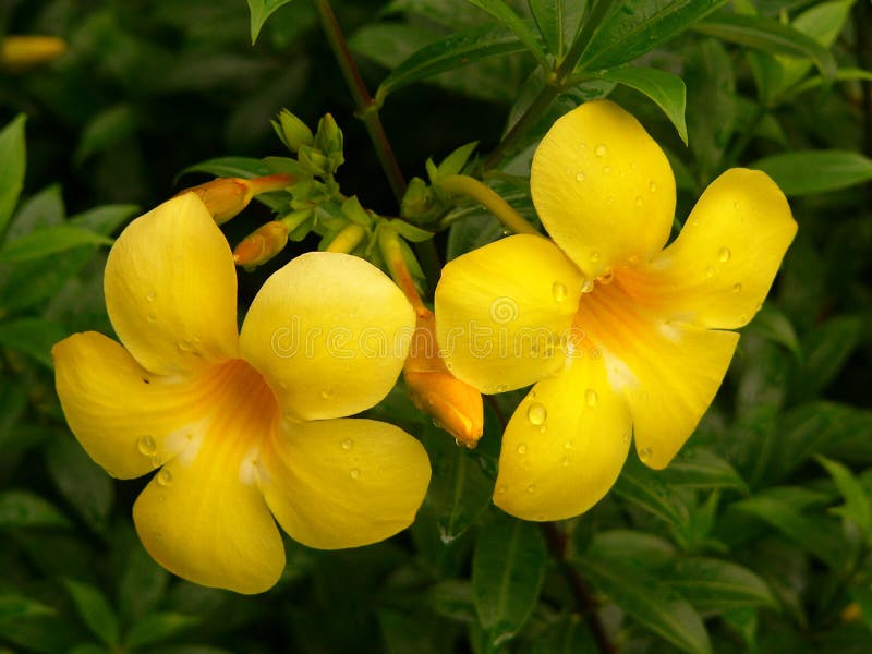 Alamanda flowers stock image. Image of leaves, flower, flowers - 20557