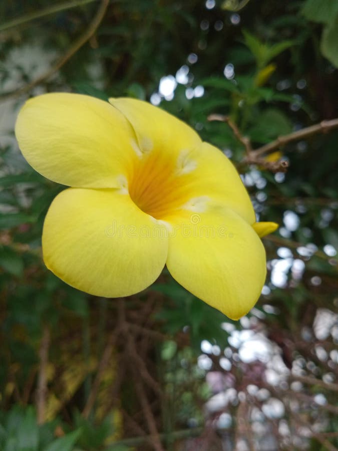 Alamanda Flowers that Grow in a City Park Stock Image - Image of ...