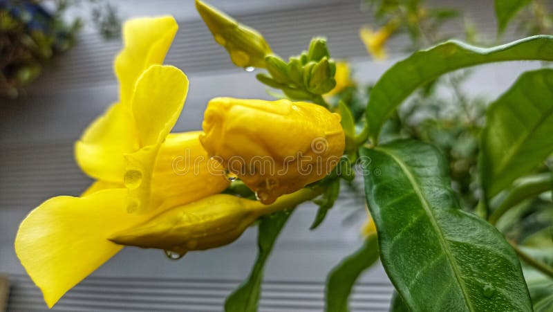 Alamanda Flowers Look so Beautifull Stock Photo - Image of blossom ...