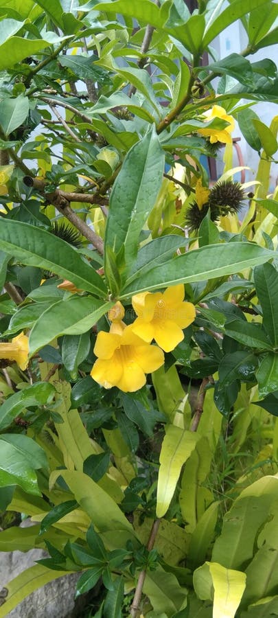 Alamanda Flowers stock image. Image of flowers, green - 271590031