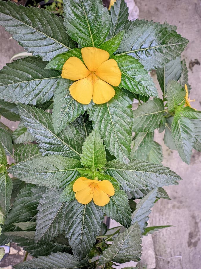 Alamanda flowers stock image. Image of yellow, flowers - 318594443