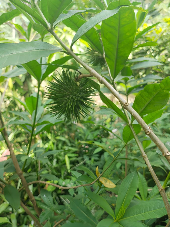 Alamanda Fruit stock image. Image of fruit, health, alamanda - 319586239