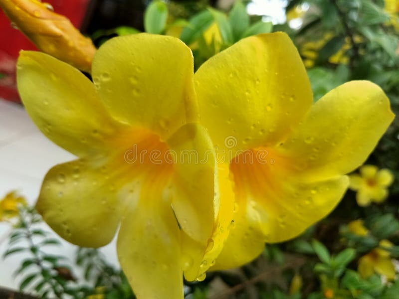 Alamanda Flower Close Ups On The Garden Stock Photo - Image of botany ...