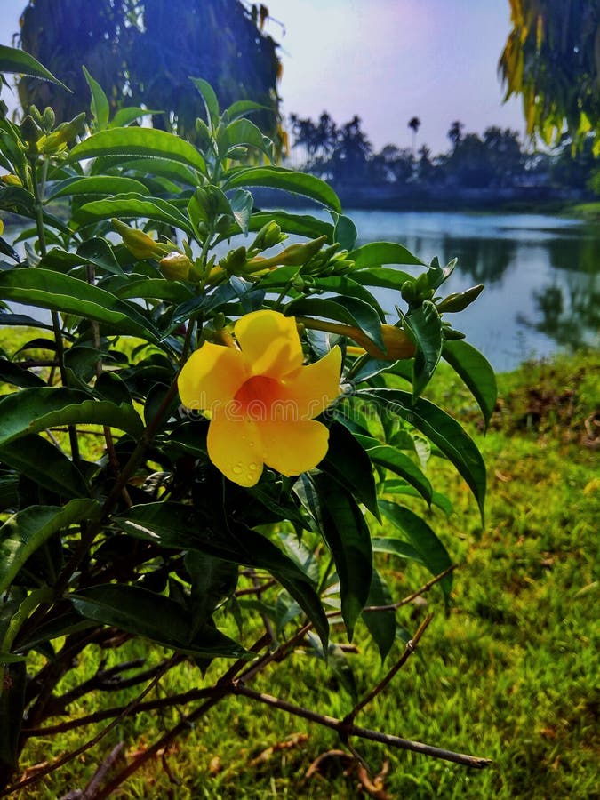 Alamanda stock photo. Image of nature, simplicity, alamanda - 114478416