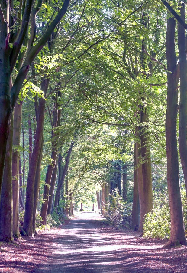 Alameda with trees stock image. Image of alley, scenic - 50116593