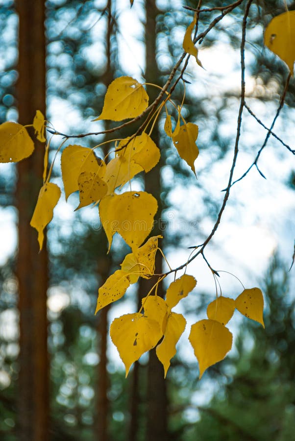 Alamo Leaves Background in Autumn Stock Photo - Image of ocher ...