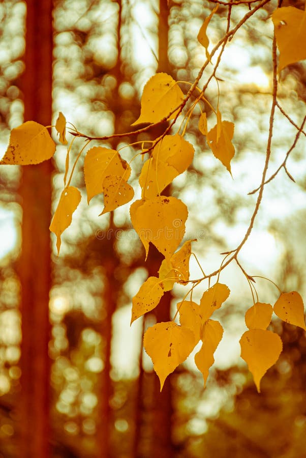 Alamo Leaves Background in Autumn Stock Image - Image of citacopy ...