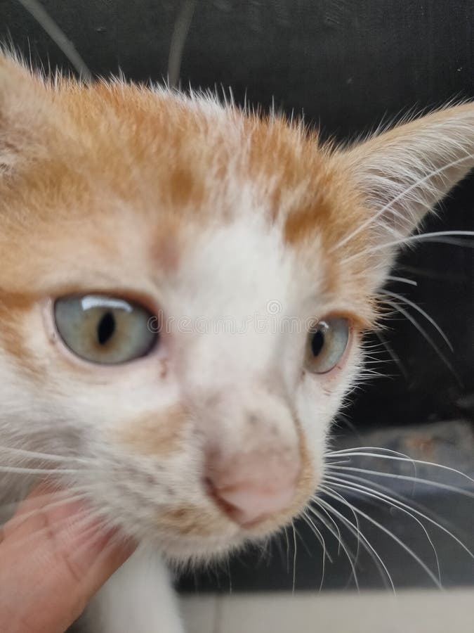 Alan Kitty cat stock image. Image of animal, kitten - 231046271